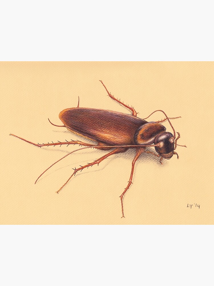 "Roach" Art Print for Sale by LFurtwaengler | Redbubble