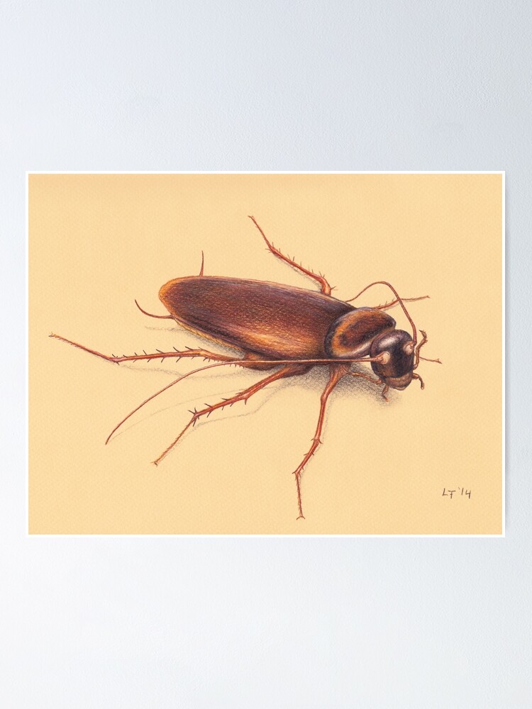 "Roach" Poster for Sale by LFurtwaengler | Redbubble