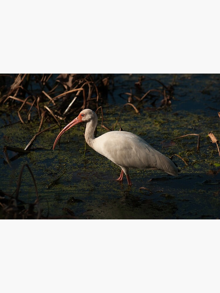 "Ibis" Poster by katjadoldphotos | Redbubble