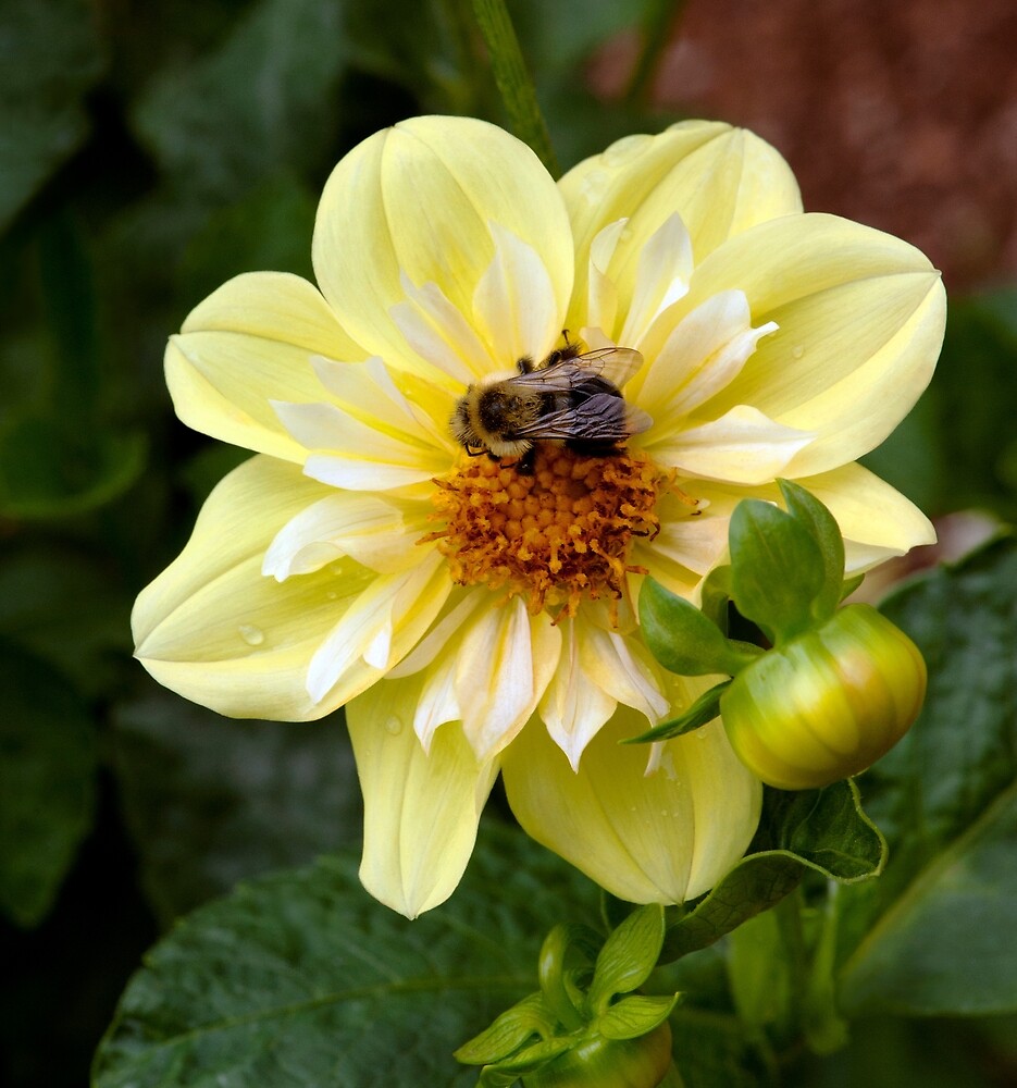 "Yellow Dahlia 'Ferncliff Lemon Kiss' with Bee" by Dency Kane | Redbubble