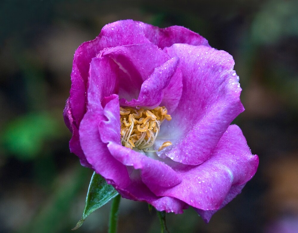 "Shrub Rose 'Rhapsody in Blue'" by Dency Kane | Redbubble