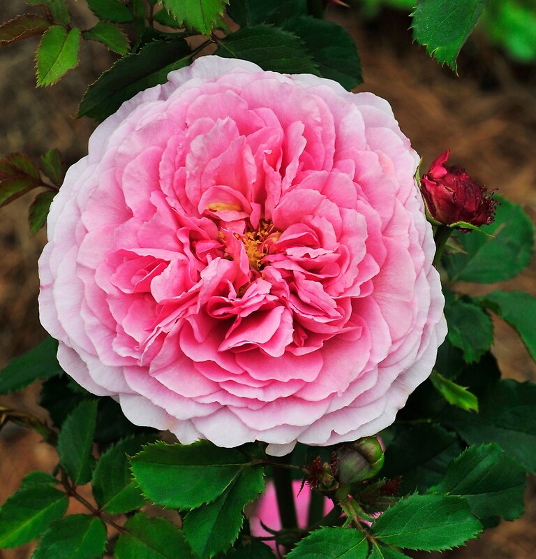 "David Austin Shrub Rose 'Princess Alexandra of Kent'" by Dency Kane ...