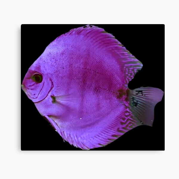 Discus Fish Canvas Prints | Redbubble