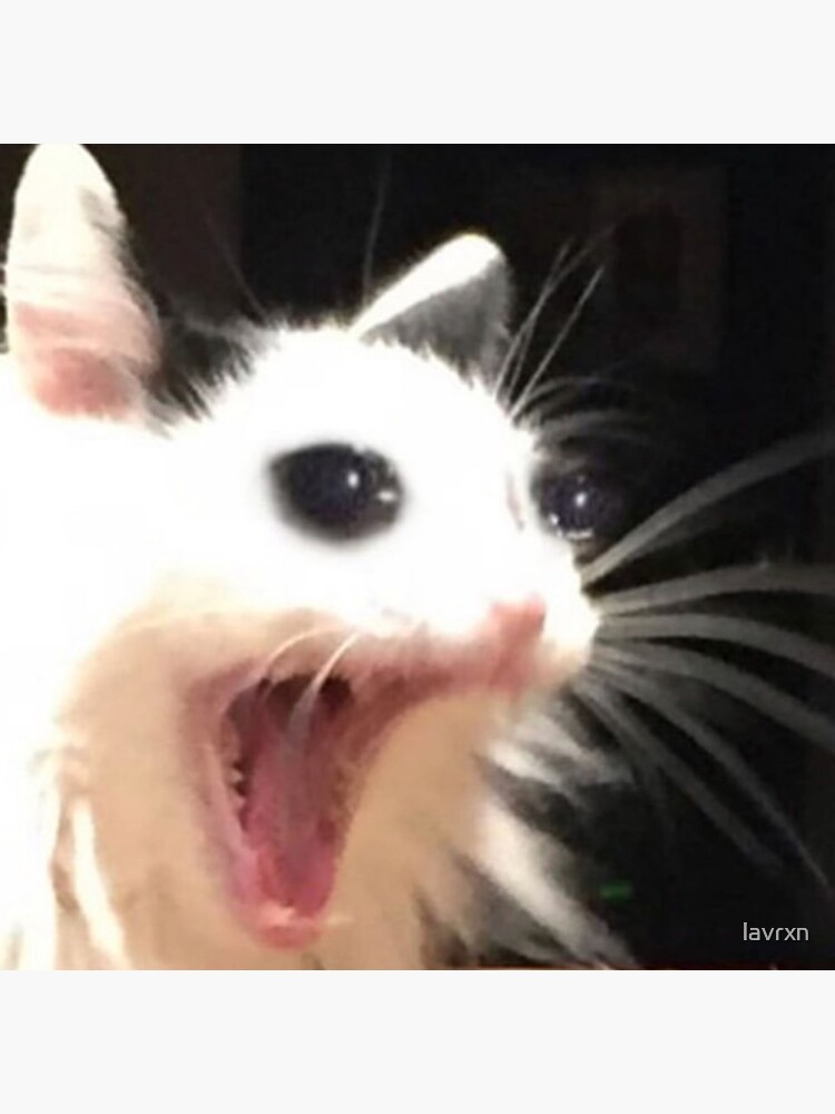 "screaming cat meme" Sticker for Sale by lavrxn | Redbubble