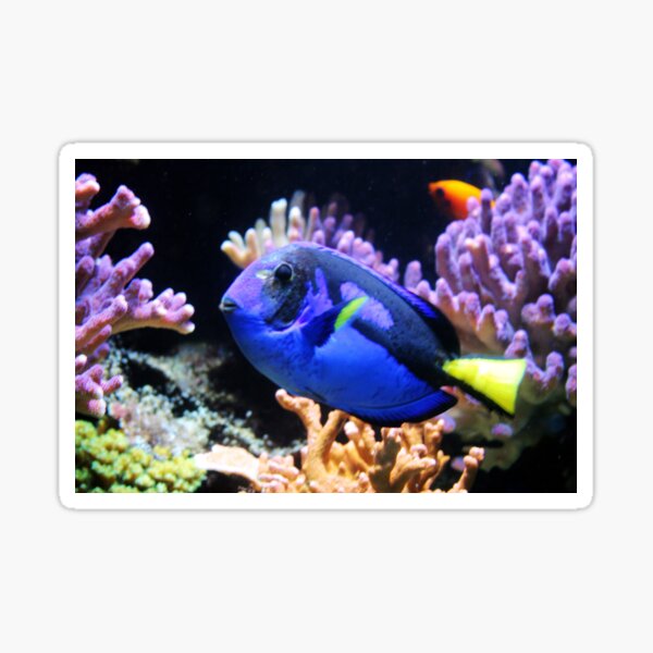 "Blue Hippo Tang" Sticker by Cynthia48 | Redbubble