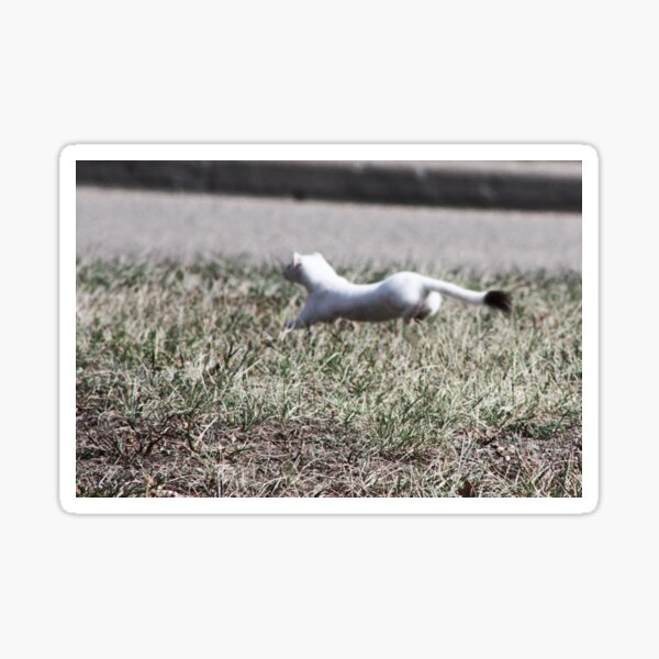 "Long-tailed Weasel" Sticker for Sale by alycetaylor | Redbubble