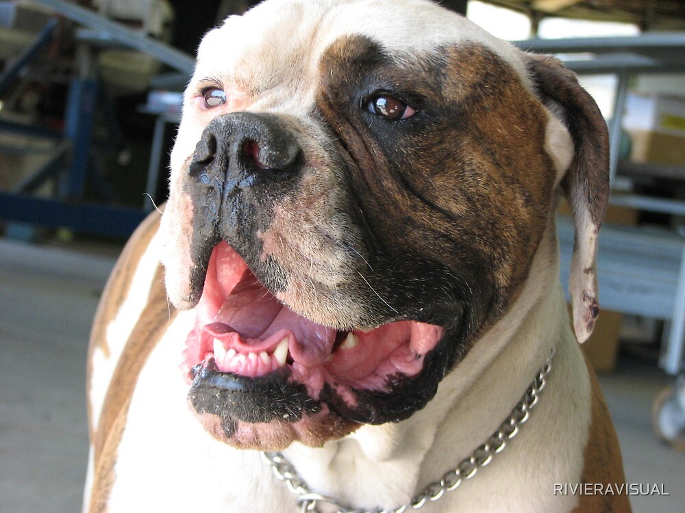 "Riviera Visual - Diesel AM Bulldog" by RIVIERAVISUAL | Redbubble