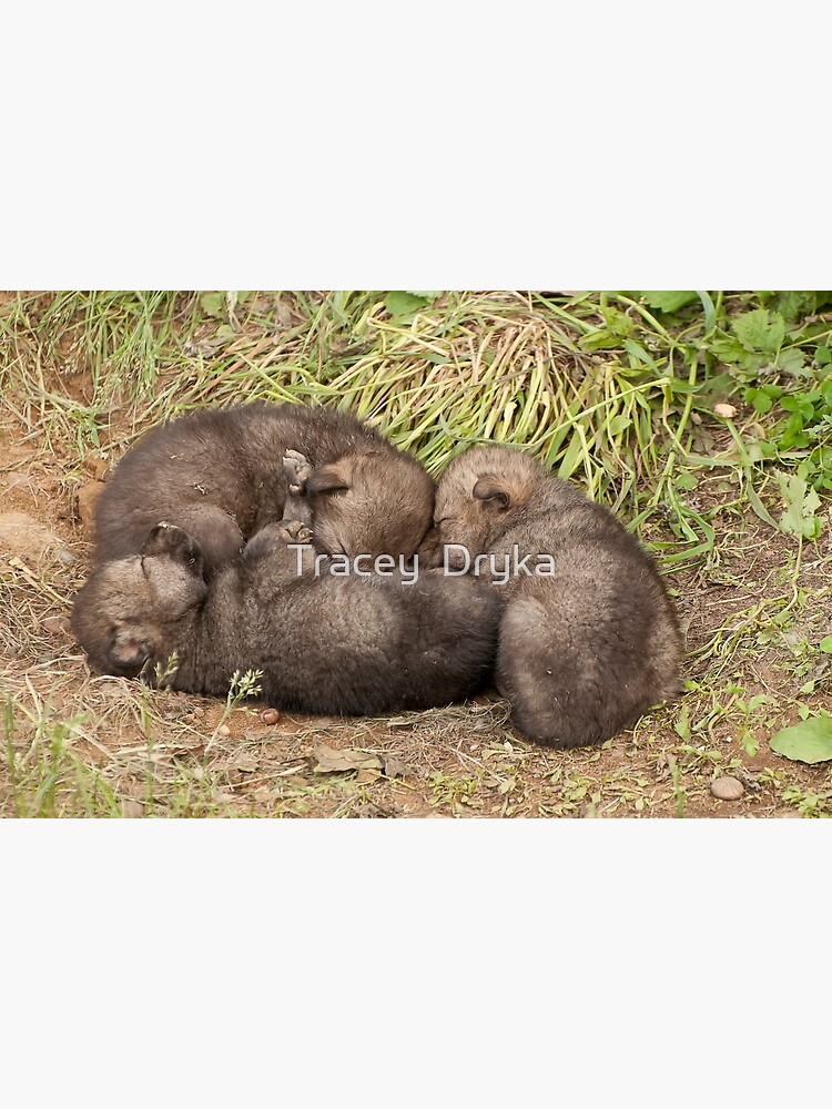 "The Official Debut!!!!!" Poster by Destined2see | Redbubble