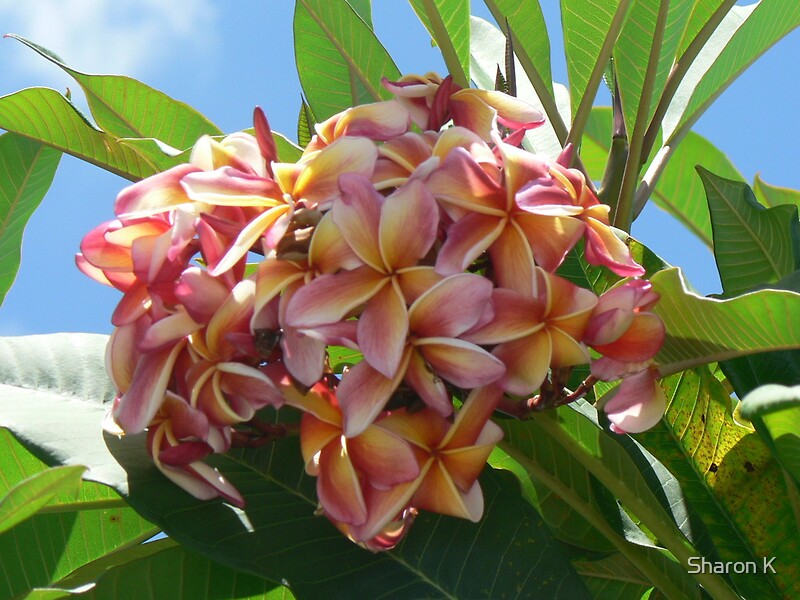 "Plumeria 'Fruit Salad' inflorescence" by Sharon K | Redbubble