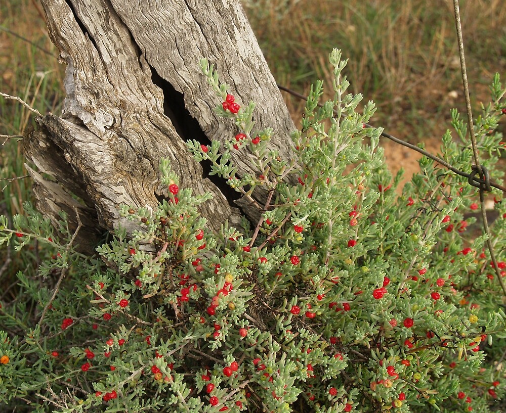 "Ruby Salt Bush - Enchylaena tomentosa" by jembot | Redbubble
