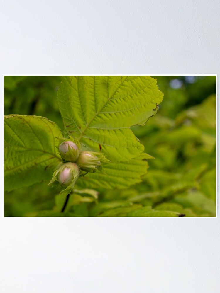 Póster for Sale con la obra «Avellanas en árbol como fondo verde.» de ...