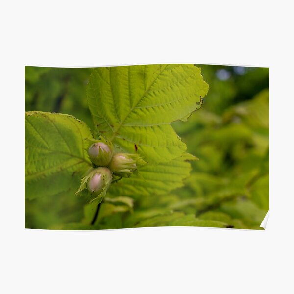 Póster «Avellanas en árbol como fondo verde.» de fotorobs | Redbubble