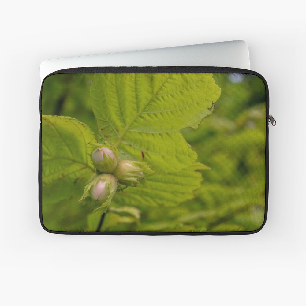 Póster for Sale con la obra «Avellanas en árbol como fondo verde.» de ...