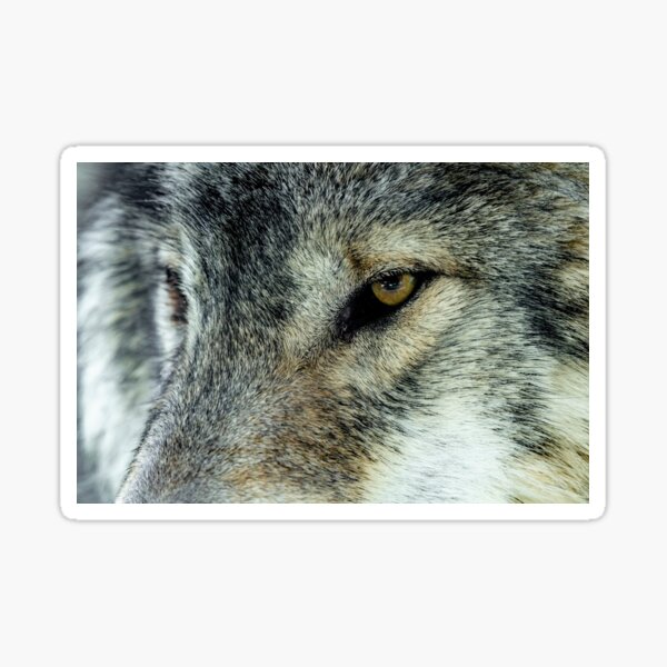 "Timber Wolf" Sticker by jaydee1400 | Redbubble