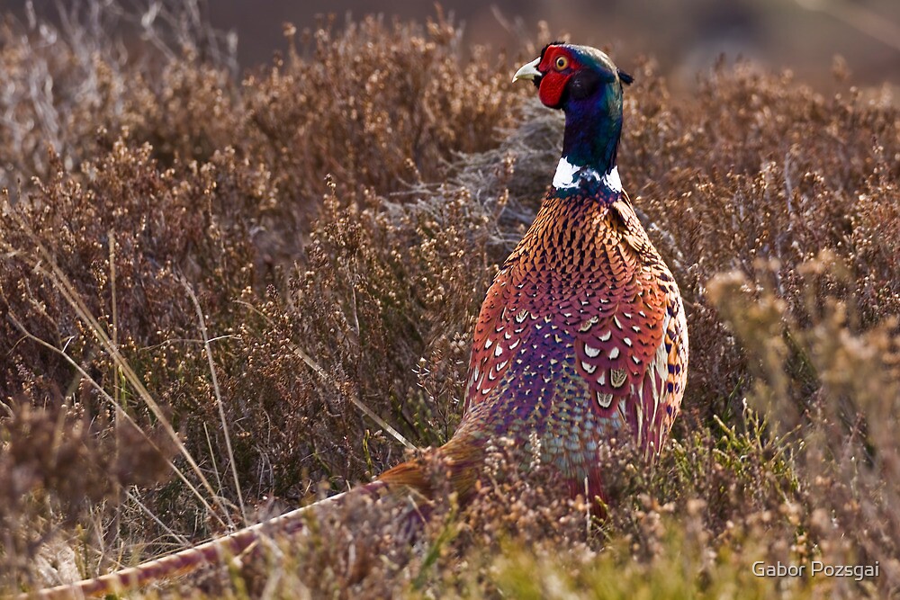 "Pheasant watching between heather in Scottish Uplands" by Gabor ...