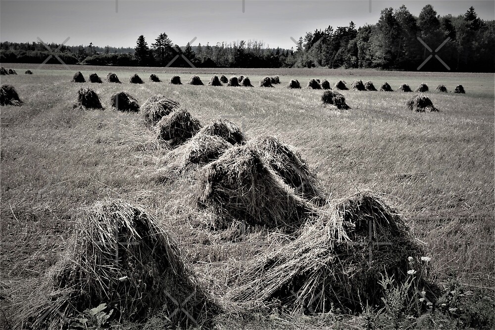 "Amish , Hay Stacks" by Richard W J Conyard | Redbubble