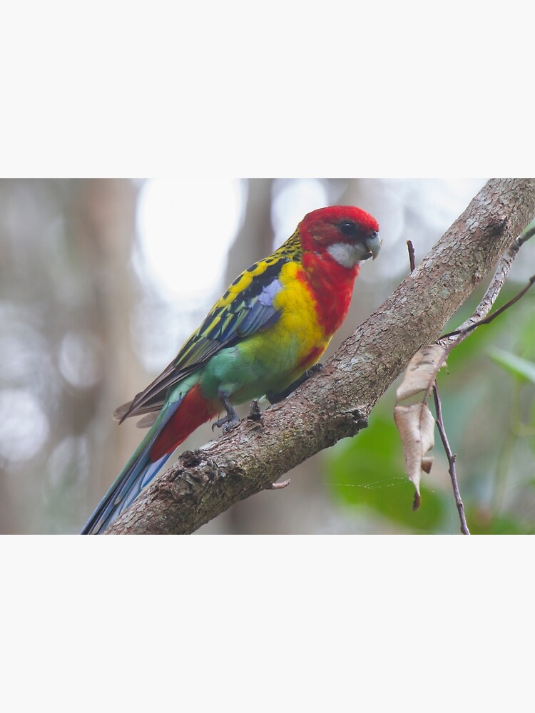 "The Shy Rosella" Poster by byronbackyard | Redbubble