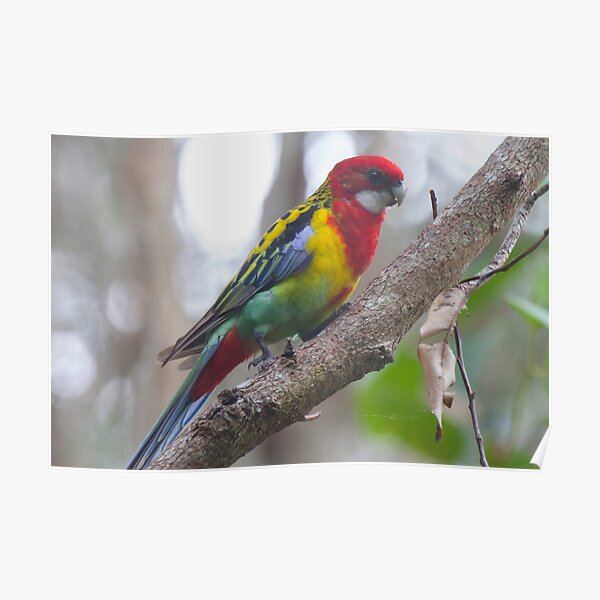 "The Shy Rosella" Poster by byronbackyard | Redbubble