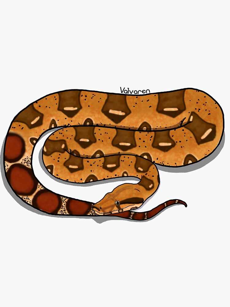 "Boa Constrictor Sticker" Sticker by Valvaren | Redbubble