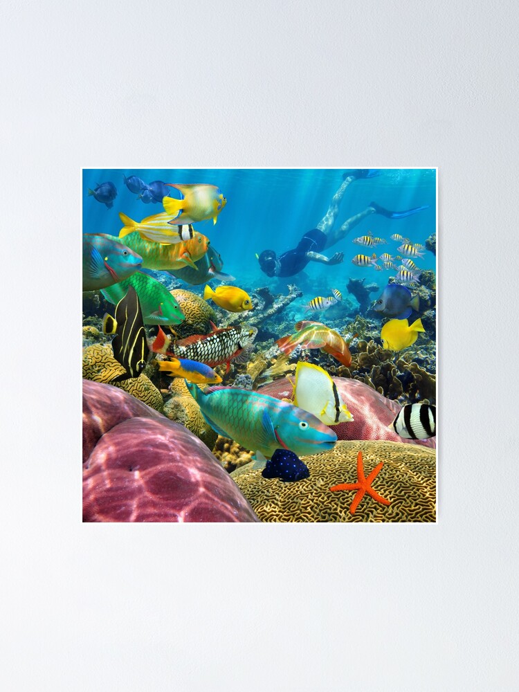 "Man underwater coral reef and tropical fish" Poster by Seaphotoart ...