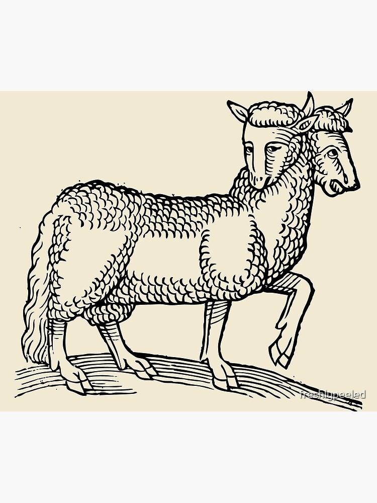 "Two-Headed Sheep Antique Drawing | Old-Style Illustration" Art Print ...