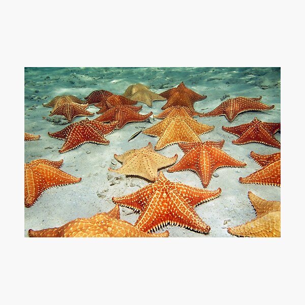 "Sea stars on sandy ocean floor" Photographic Print by Seaphotoart ...