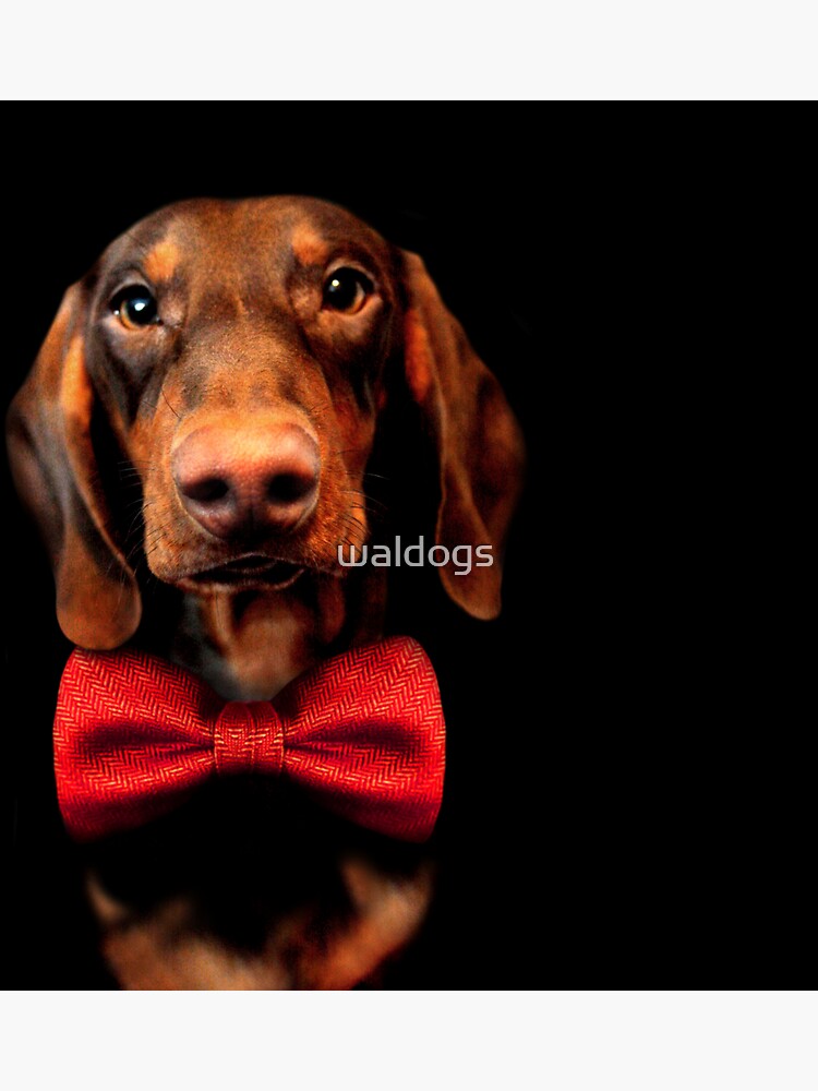 "Dachshund Bruno Bow" Sticker for Sale by waldogs | Redbubble