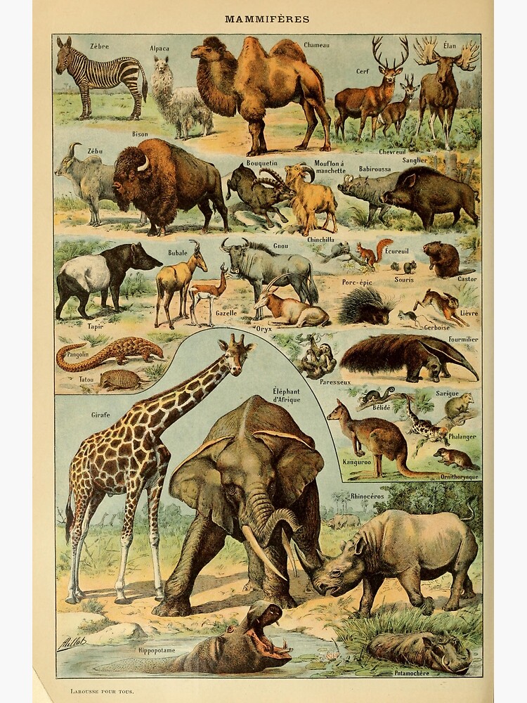 Póster «Le Larousse pour tous -mammiferes -Adolphe Millot (1857-1921 ...