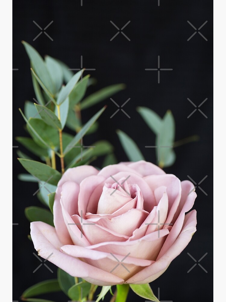 Dusky Pink Rose on black Background Premium Matte Vertical Poster sold ...