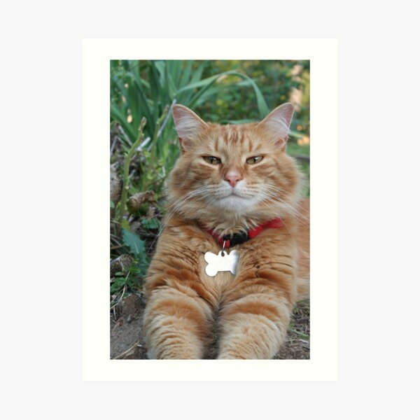 "Opie My Orange Tabby Cat" Art Print by DebbieCHayes | Redbubble