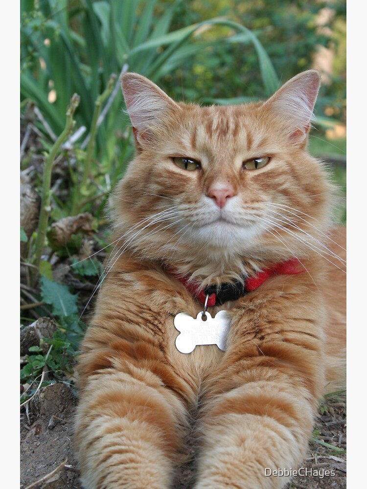 "Opie My Orange Tabby Cat" Art Print by DebbieCHayes | Redbubble