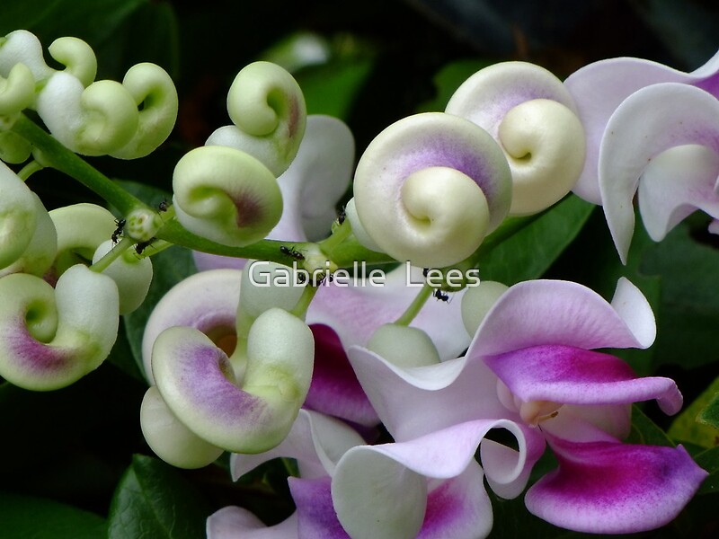 "Snail Creeper Vine" by Gabrielle Lees | Redbubble