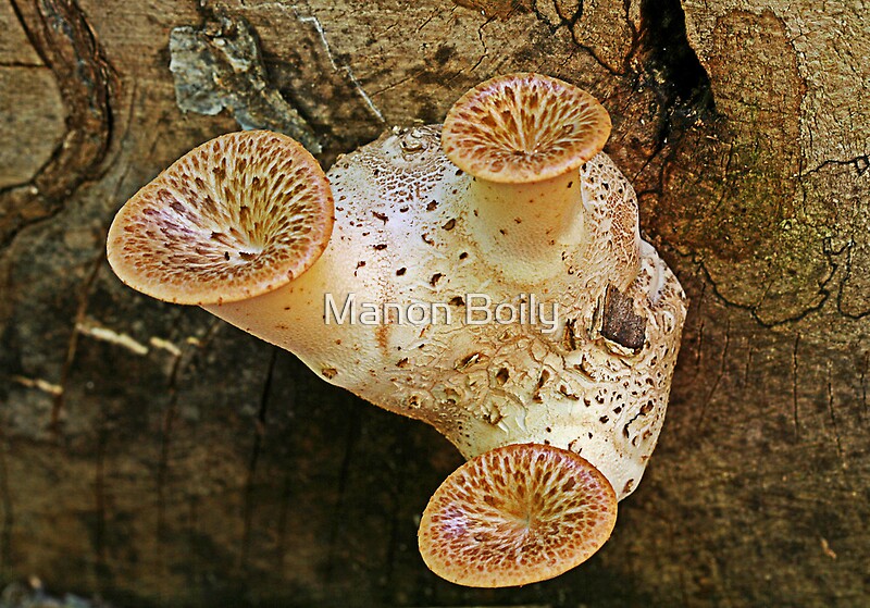"triangle fungi" by Manon Boily | Redbubble