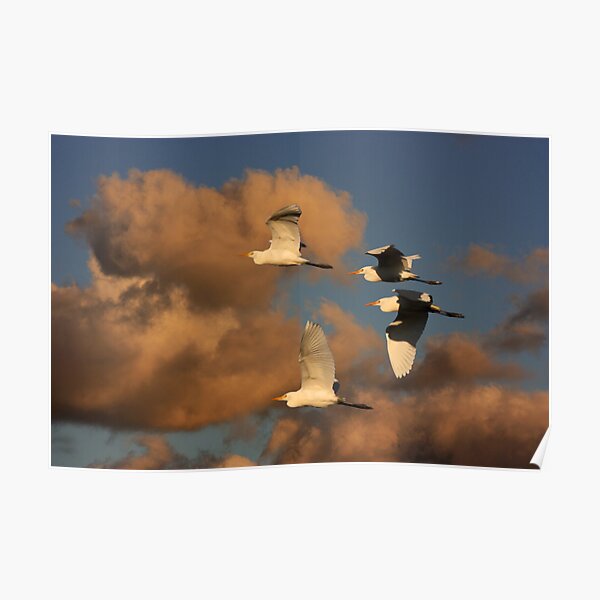 "Back to the Roost" Poster for Sale by byronbackyard | Redbubble