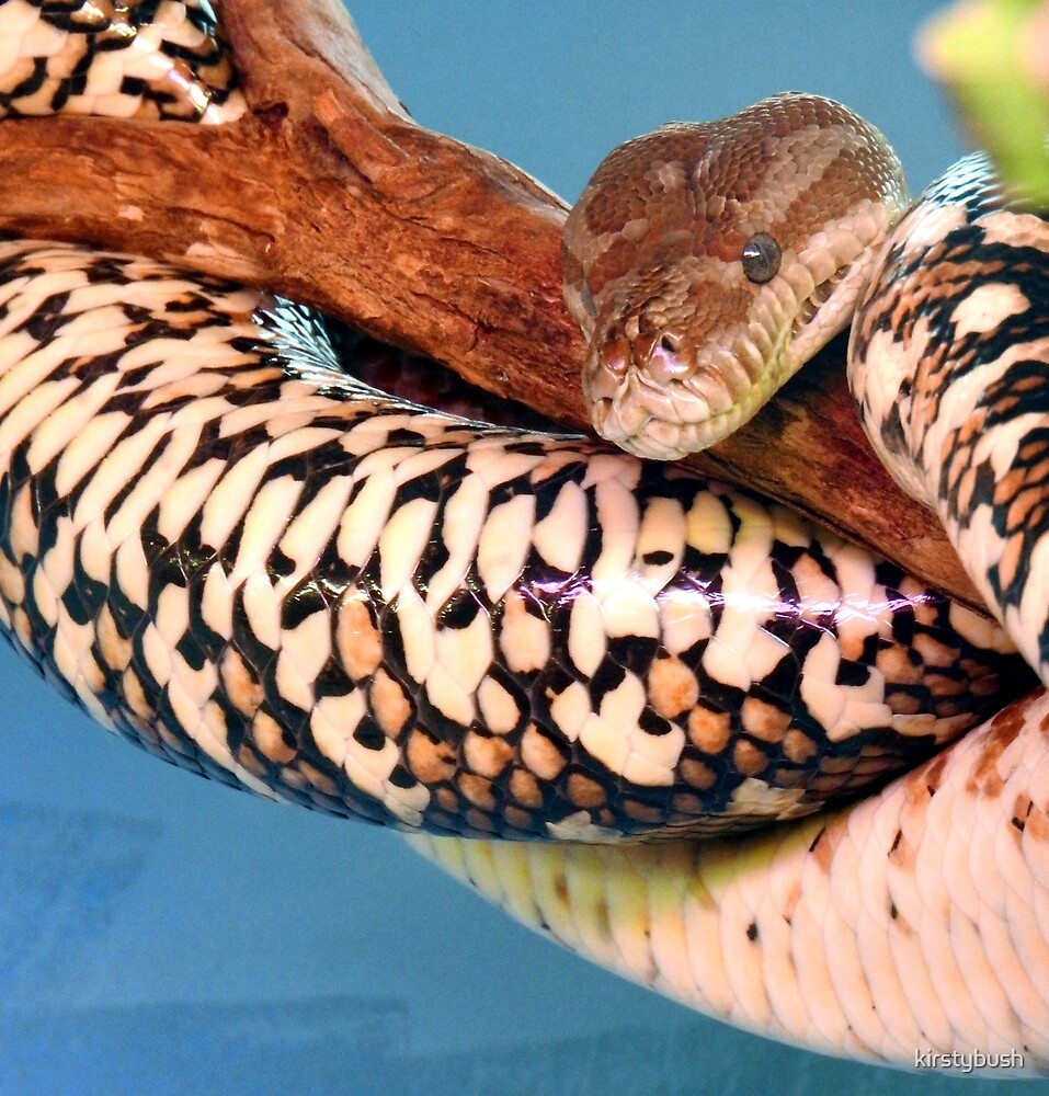"Centralian Carpet Python" by kirstybush | Redbubble