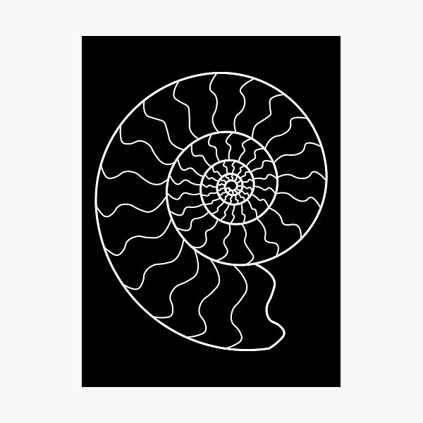 "Simple Ammonite Outline | White" Photographic Print by MadPanda ...
