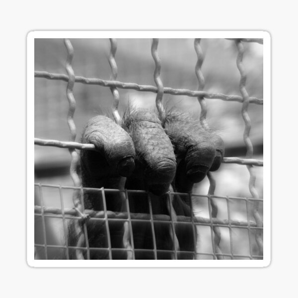 "rusty cage" Sticker for Sale by HippieVan-57 | Redbubble