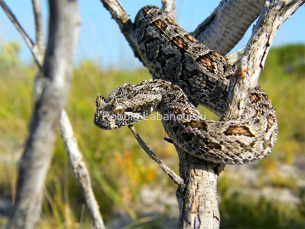 "Southern Adder" by Robbie Labanowski | Redbubble