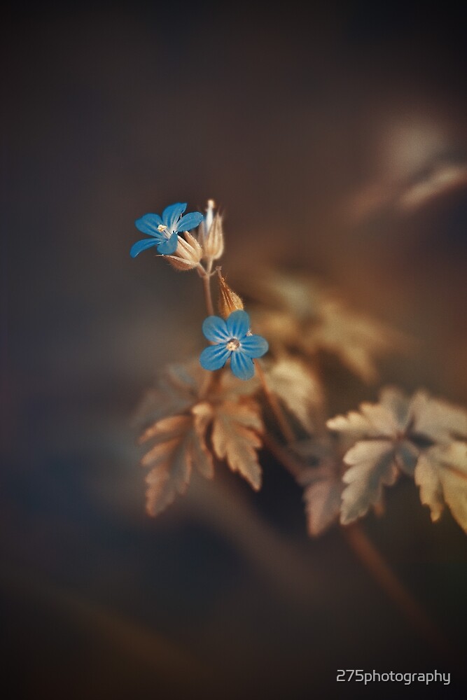 "Blue is my favorite color" by 275photography | Redbubble