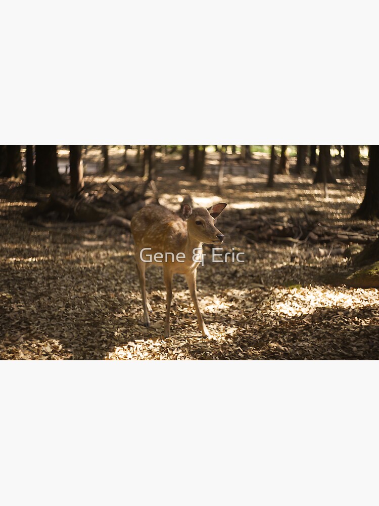 "Nara - Deer (Japan)" Sticker by SmileyBlob | Redbubble