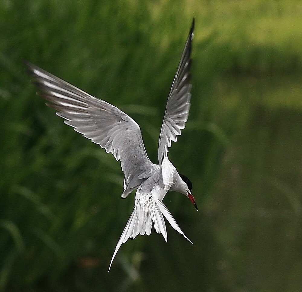 "The Common Tern" by snapdecisions | Redbubble