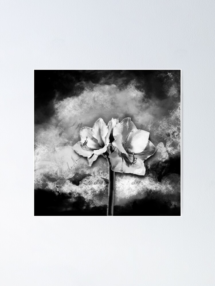 "Spanish color splash in bloom black and white by mjvision Mia Niemi ...