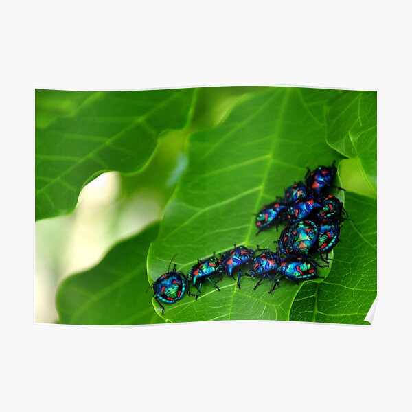 "Bluey Greeny Bugs" Poster for Sale by dominophotog | Redbubble