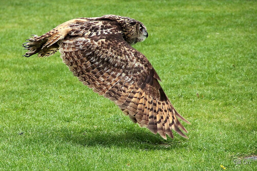 "Eurasian Eagle-owl - in flight" by Gili Orr | Redbubble