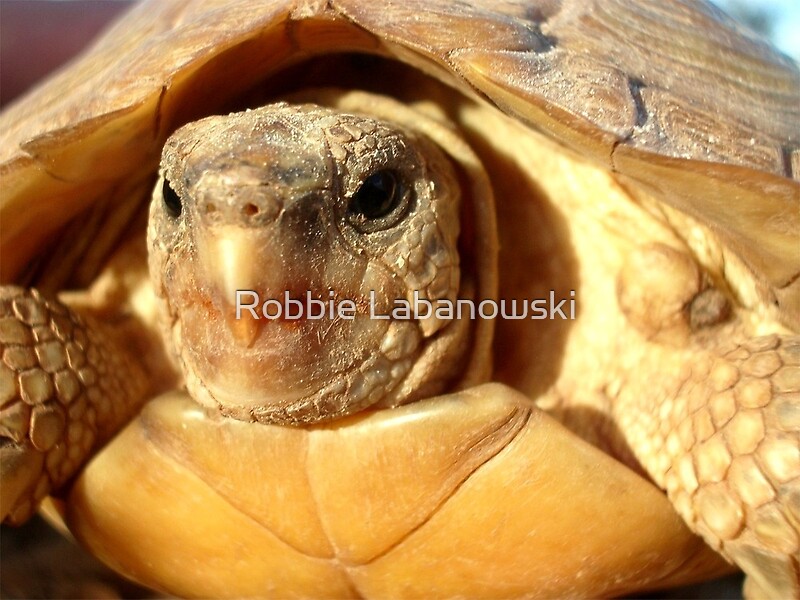 "Parrot-beaked Tortoise" by Robbie Labanowski | Redbubble