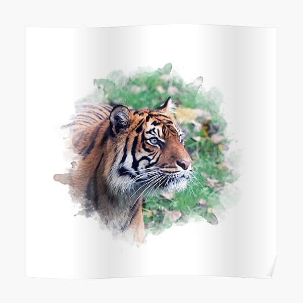 "Sumatran tiger" Poster by Pearcatprod | Redbubble
