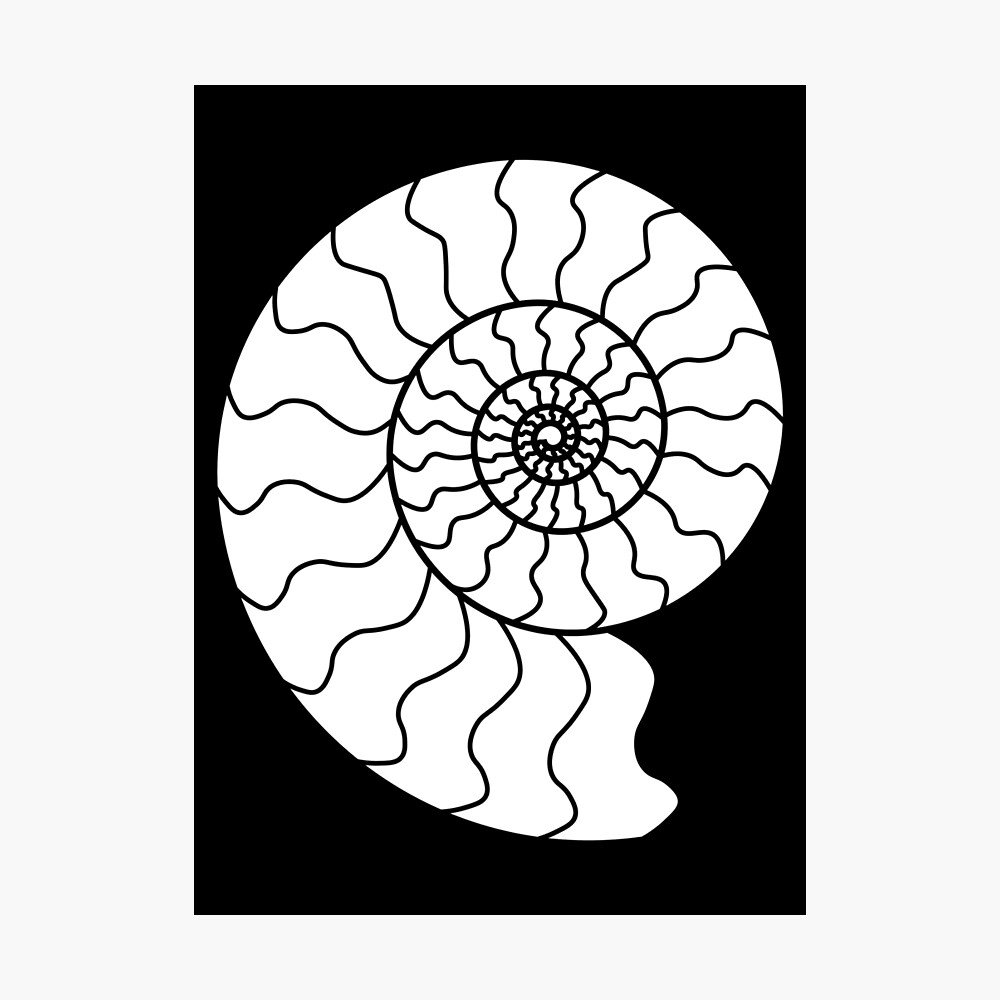 Ammonite Movie Posters For Sale Redbubble | atelier-yuwa.ciao.jp