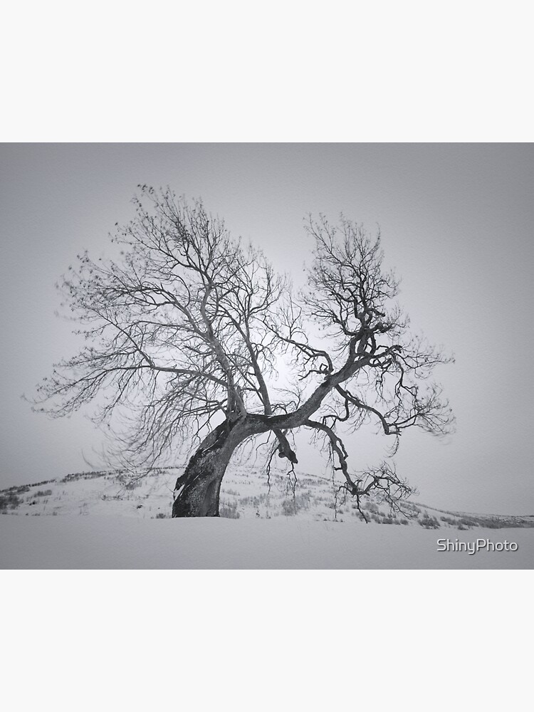 "Lone Ash Tree, Glendevon, Moonlight" Sticker for Sale by ShinyPhoto ...