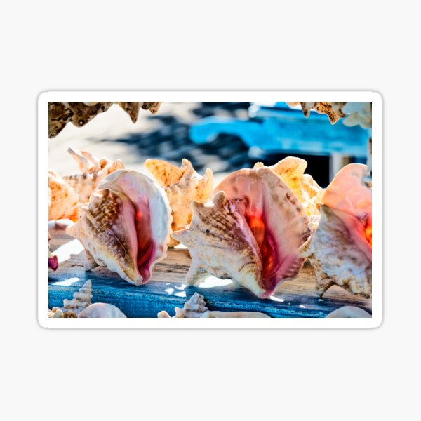 "three conch shells " Sticker by fineartbyK | Redbubble