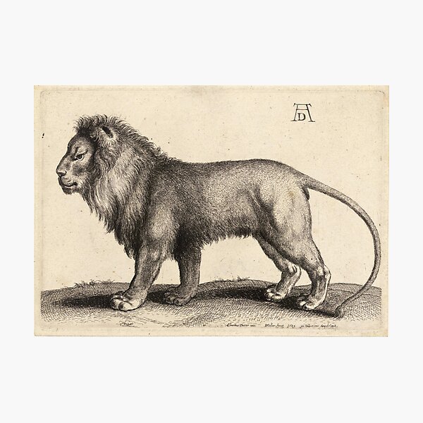 "Ein Löwe stehend nach Dürer von Wenceslaus Hollar (1607 - 1677 ...